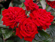Beautiful Roses | Gifts for all ages | Large selection of plants ...