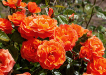 Beautiful Roses | Gifts for all ages | Large selection of plants ...